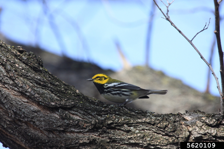Chinese rose beetle (Adoretus sinicus)