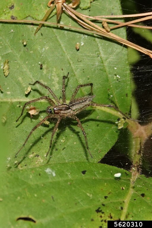 Potter’s grass spider (Agelenopsis potteri (Blackwall, 1846))