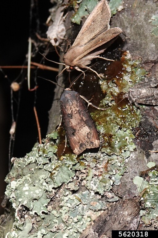 black cutworm (Agrotis ipsilon (Hufnagel))