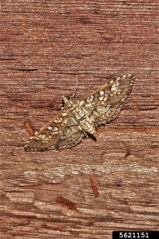 assembly moth (Samea ecclesialis Guenée, 1854)