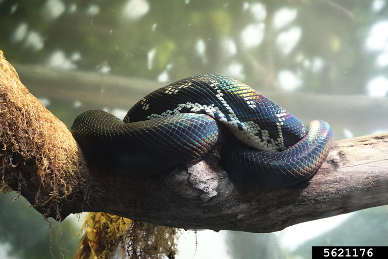 black python (Simalia boeleni (Brongersma, 1953))