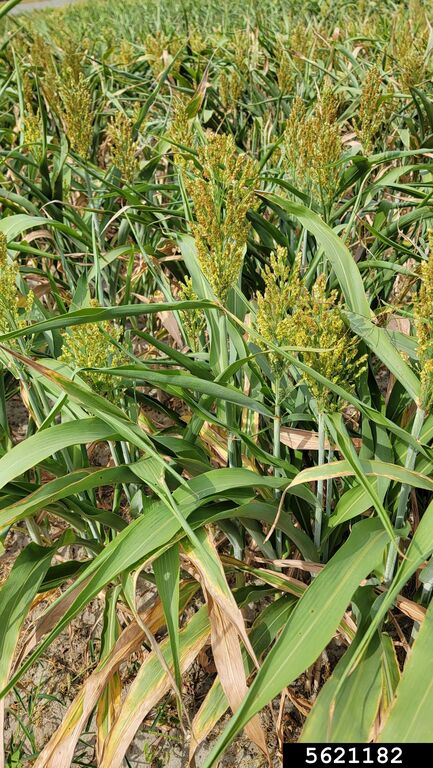 sorghum (type unspecified) (Sorghum bicolor (L.) Moench)