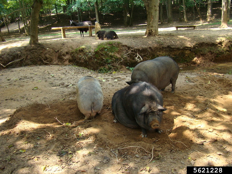 pig (domestic) (Sus scrofa (domestic type) Linnaeus)