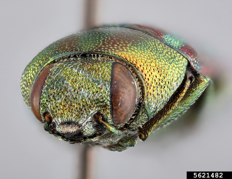 metallic wood-boring beetle (Melobasis gloriosa (Laporte & Gory))