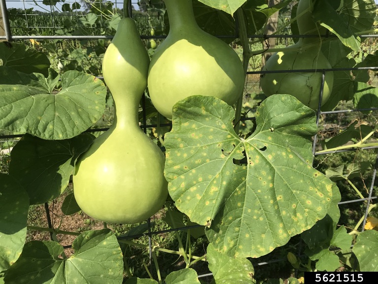 Cercospora fungi (Genus Cercospora Fresen.)