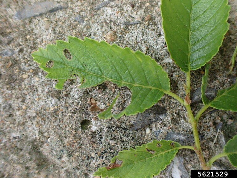 elm zigzag sawfly (Aproceros leucopoda Takeuchi,1939)