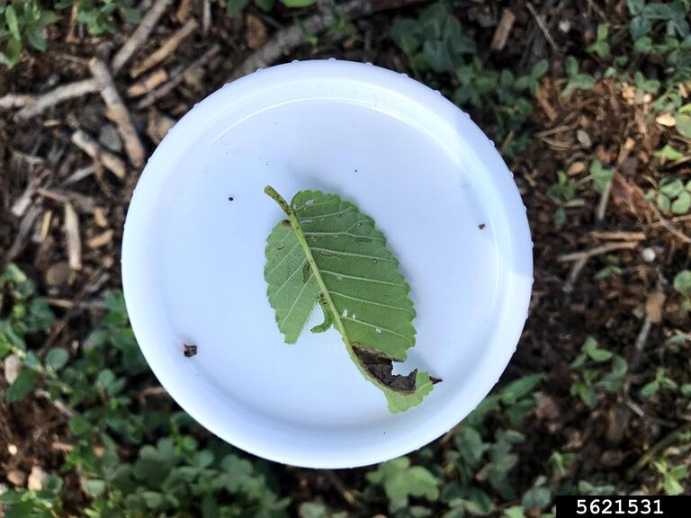 elm zigzag sawfly (Aproceros leucopoda)