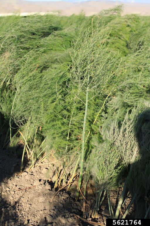 asparagus (Asparagus officinalis)