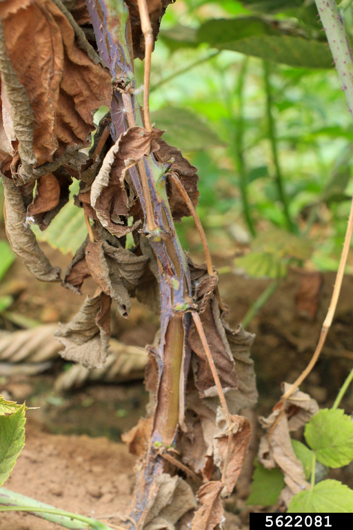 Phytophthora root and crown rots (Genus Phytophthora De Bary)