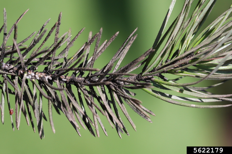 pine tortoise scale (Toumeyella parvicornis (Cockerell))