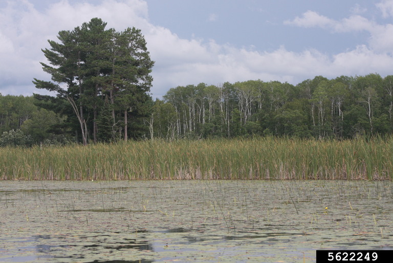 cattail (Genus Typha L.)