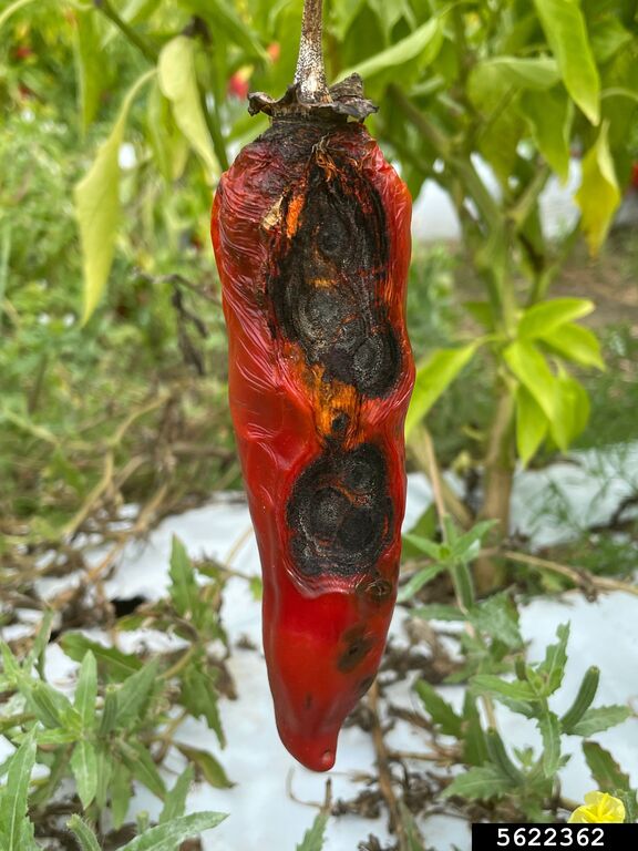 anthracnose (Genus Colletotrichum Corda)