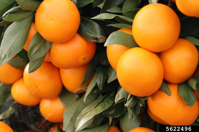 citrus (Genus Citrus)