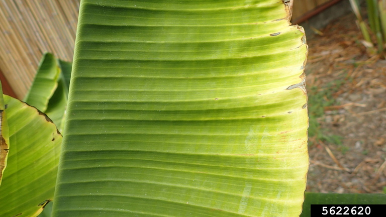 banana bunchy top virus (BBTV) (Babuvirus Banana bunchy top virus)