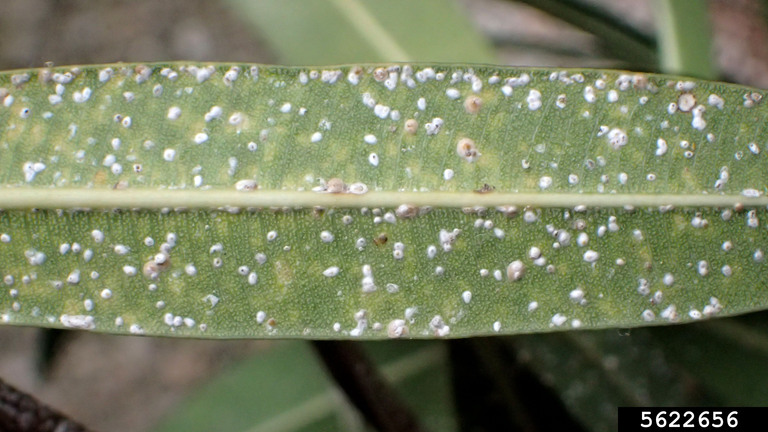 oleander scale (Aspidiotus nerii Bouché)