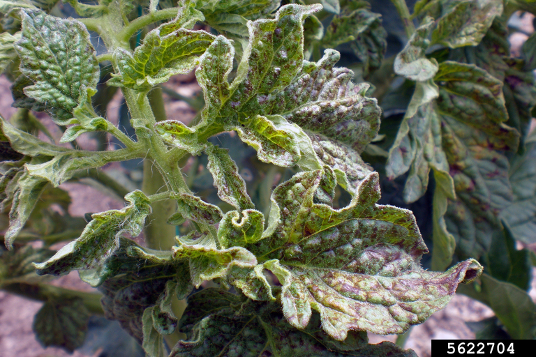 tomato spotted wilt virus (TSWV) (Tospovirus Tomato spotted wilt virus)