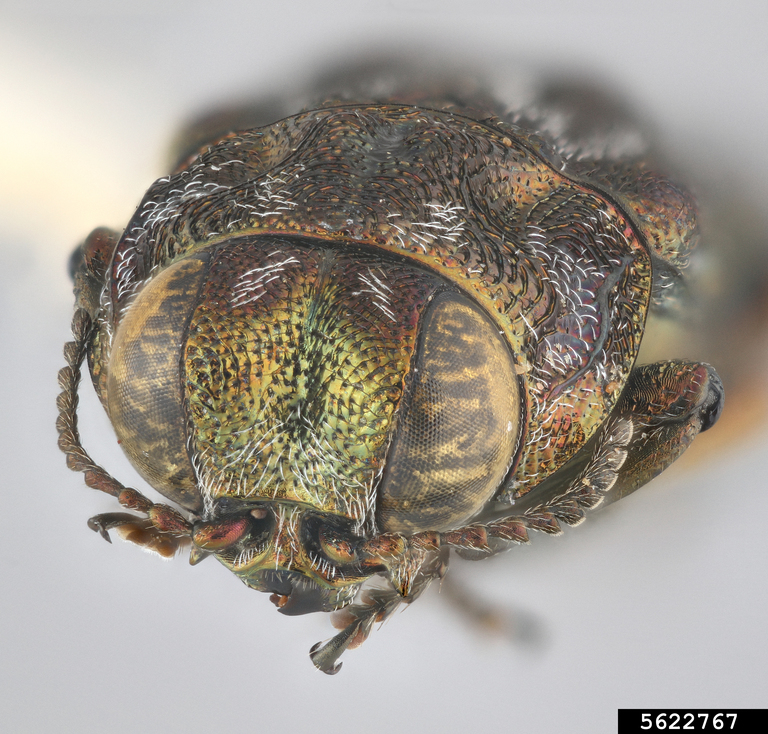Aaaaba nodosus (Kerremans, 1898)