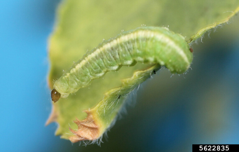 alfalfa weevil (Hypera postica)