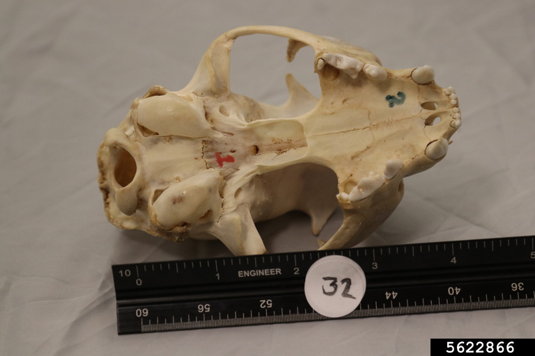 cat (domestic) (Felis catus (domestic type) Linnaeus)