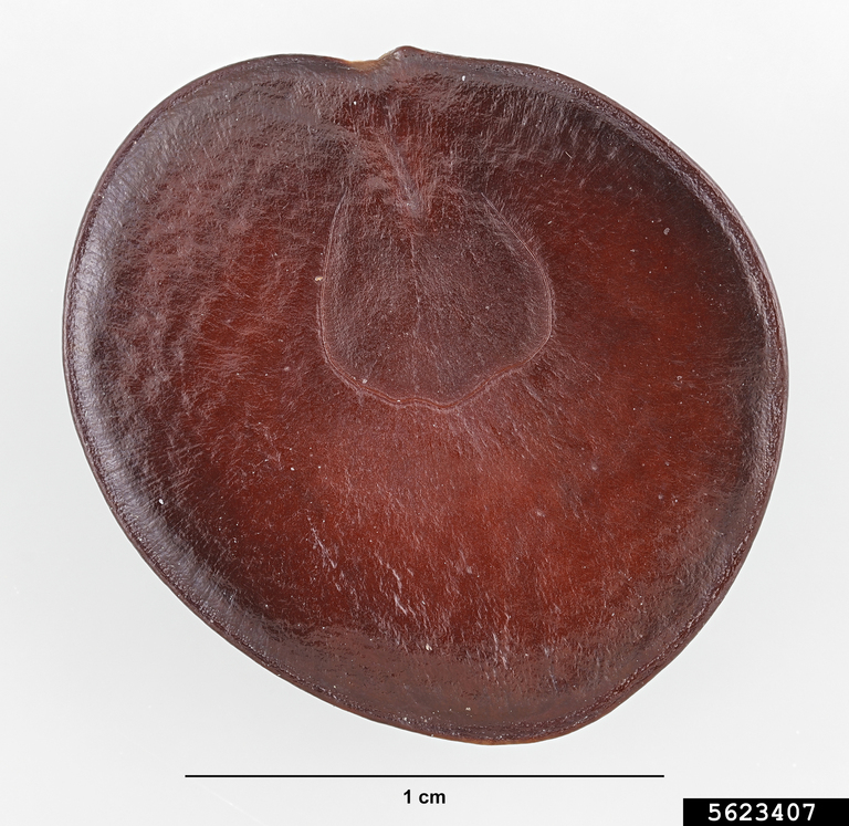 Vilca (Anadenanthera colubrina (Vell.) Brenan)