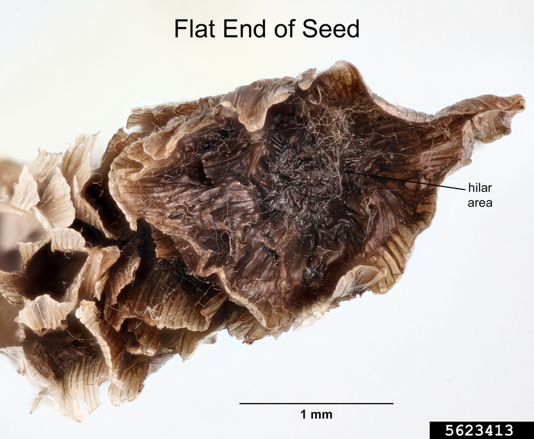 southern blue monkshood (Aconitum uncinatum)