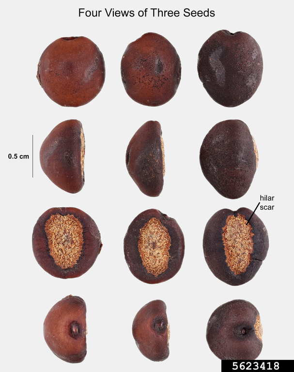 arrow poison tree (Acokanthera schimperi)