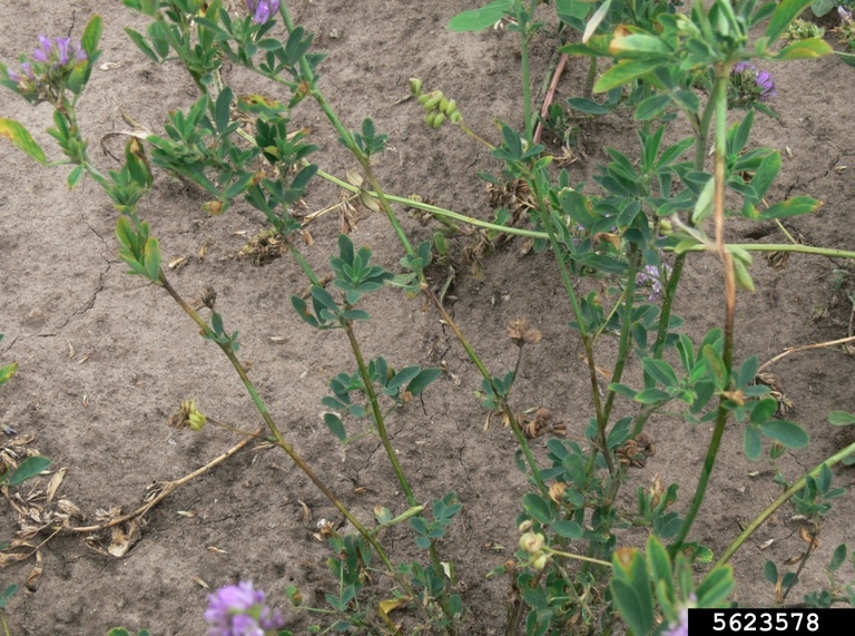 bacterial leaf spot of alfalfa (Xanthomonas alfalfae ssp. alfalfae (ex ...