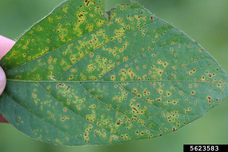 bacterial pustule of soybean disease (Xanthomonas axonopodis pv ...