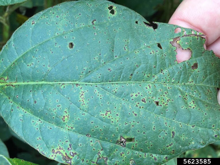 bacterial pustule of soybean disease (Xanthomonas axonopodis pv ...