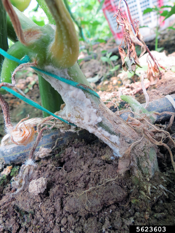 Sclerotinia timber rot (Sclerotinia sclerotiorum (Lib.) de Bary)