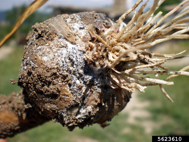 Sclerotinia timber rot (Sclerotinia sclerotiorum (Lib.) de Bary)