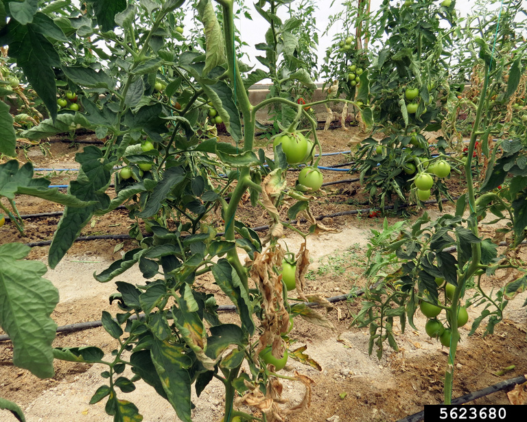 bacterial canker and wilt of tomato (Clavibacter michiganensis ssp ...