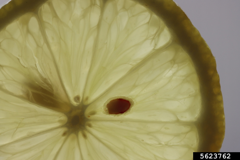 lemon (Citrus x limon (L.) Osbeck)