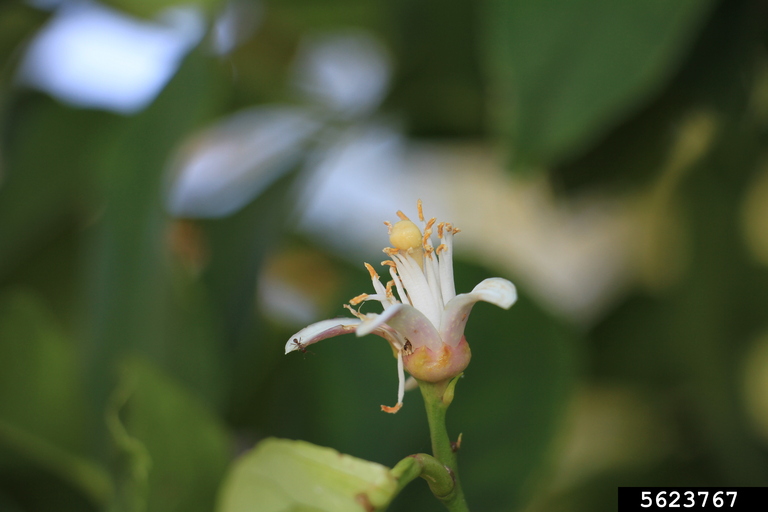 lemon (Citrus x limon (L.) Osbeck)
