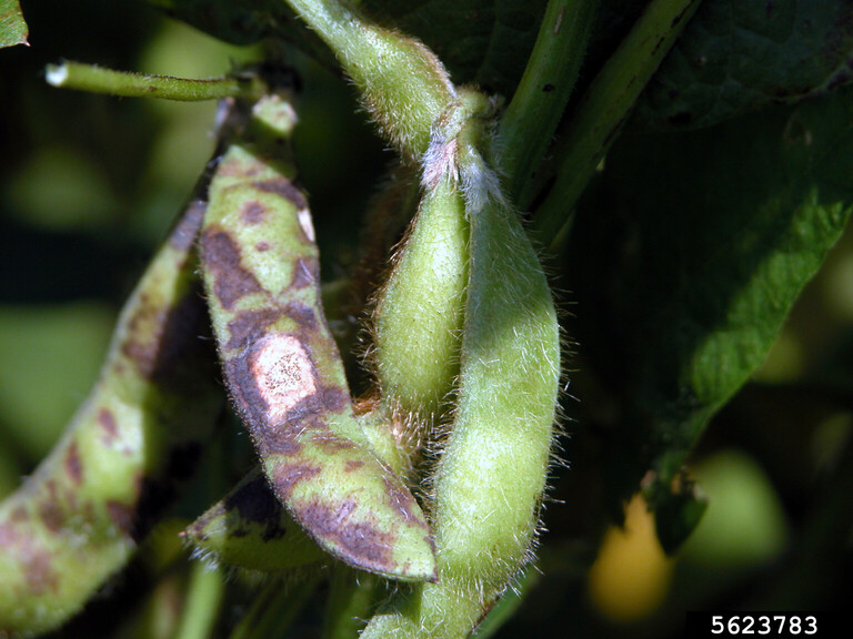 Bean Pod Mottle Virus (BPMV) (Comovirus Bean Pod Mottle Virus)