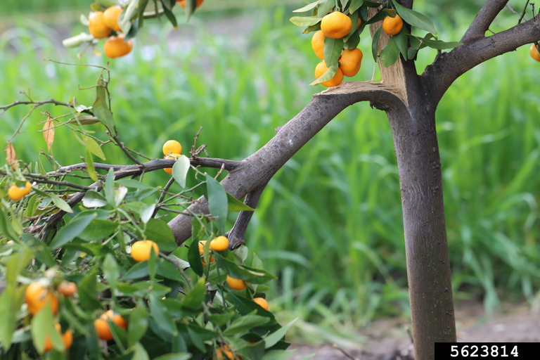 Other abiotic damage