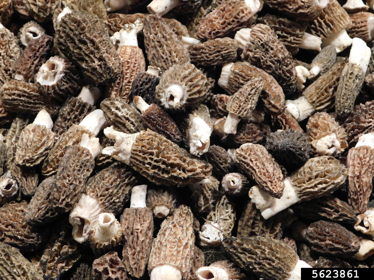 morel (Genus Morchella)