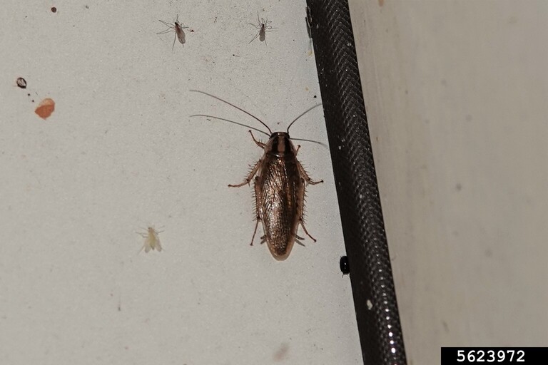 Asian cockroach (Blattella asahinai Mizukubo)