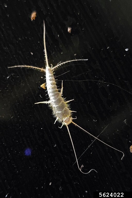 gray silverfish (Ctenolepisma longicaudata Escherich)