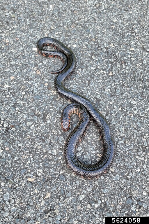 mud snake (Farancia abacura (Holbrook, 1836))