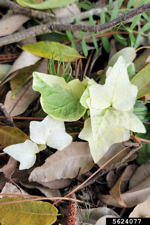 English ivy (Hedera helix L.)
