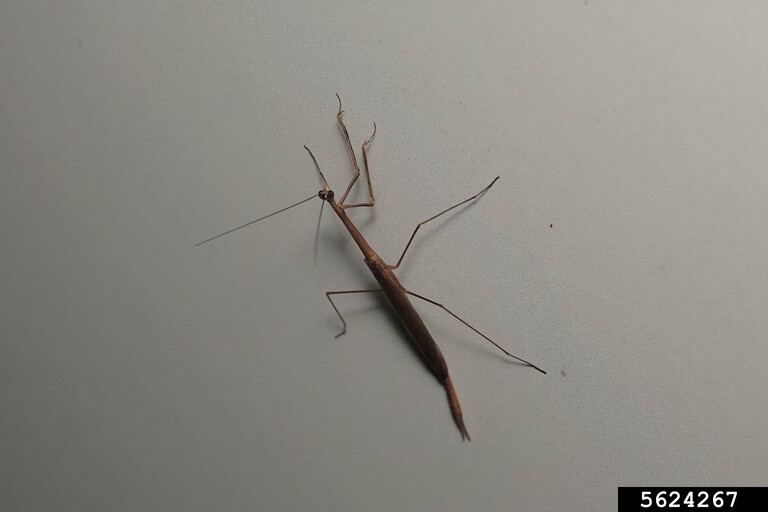 American grass mantis (Thesprotia graminis (Scudder 1878))