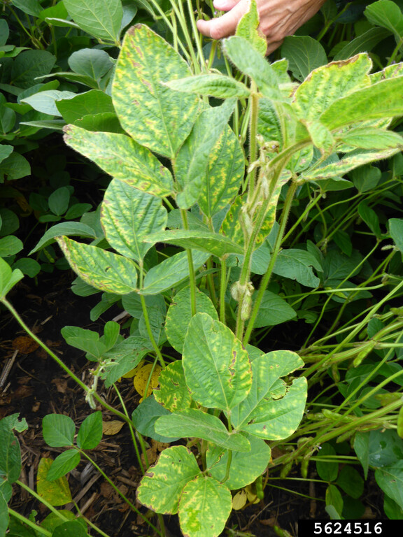 Brown stem rot (Phialophora gregata (Allington & D.W. Chamb.) W. Gams)