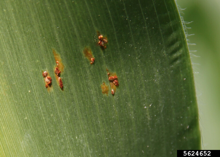 common corn rust (Puccinia sorghi Schwein.)