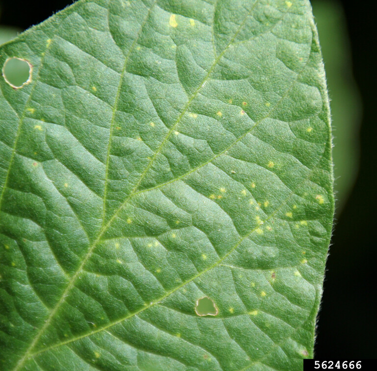 downy mildew (Peronospora manshurica (Naumov) Syd. In Gaum.)