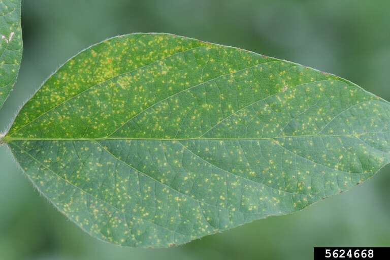 downy mildew (Peronospora manshurica (Naumov) Syd. In Gaum.)