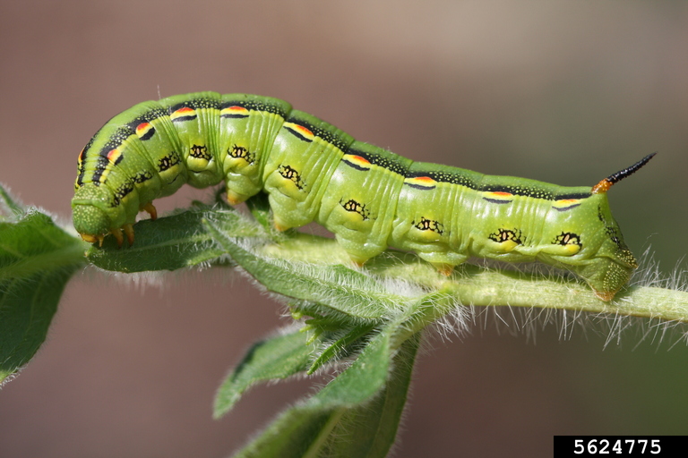 Hyles Lineata Caterpillar Pen In Hand: White Lined Sphinx Moth: Hurry,