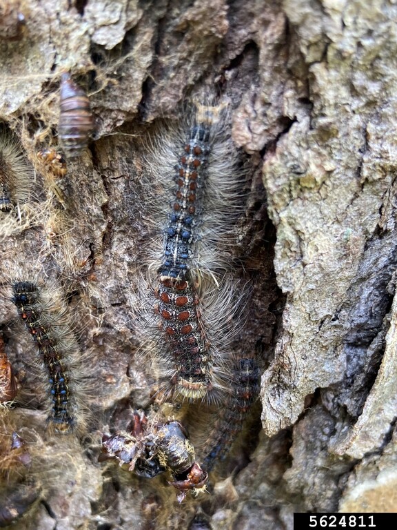 spongy moth (formerly gypsy moth) (Lymantria dispar (Linnaeus))