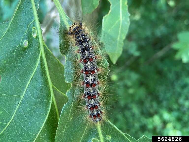 spongy moth (formerly gypsy moth) (Lymantria dispar)