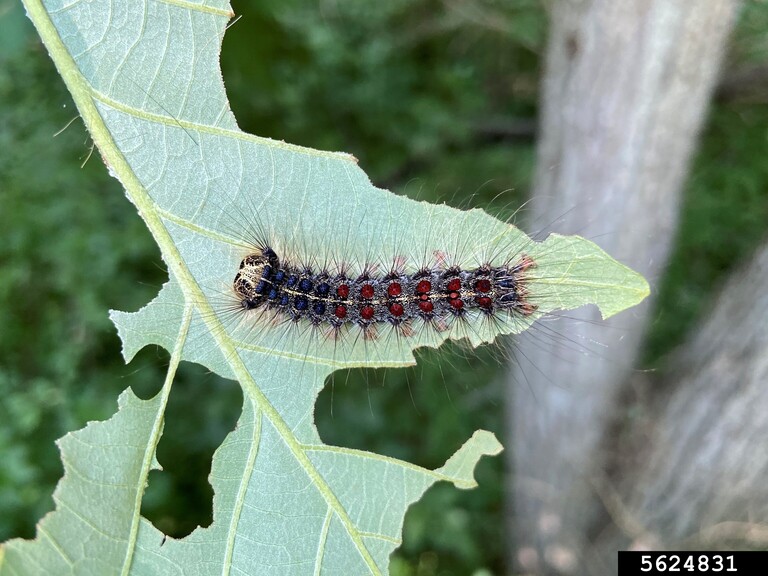 spongy moth (formerly gypsy moth) (Lymantria dispar (Linnaeus))